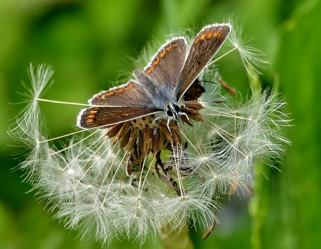 Brown Argus – Cerne Abbas | Dorset Butterflies