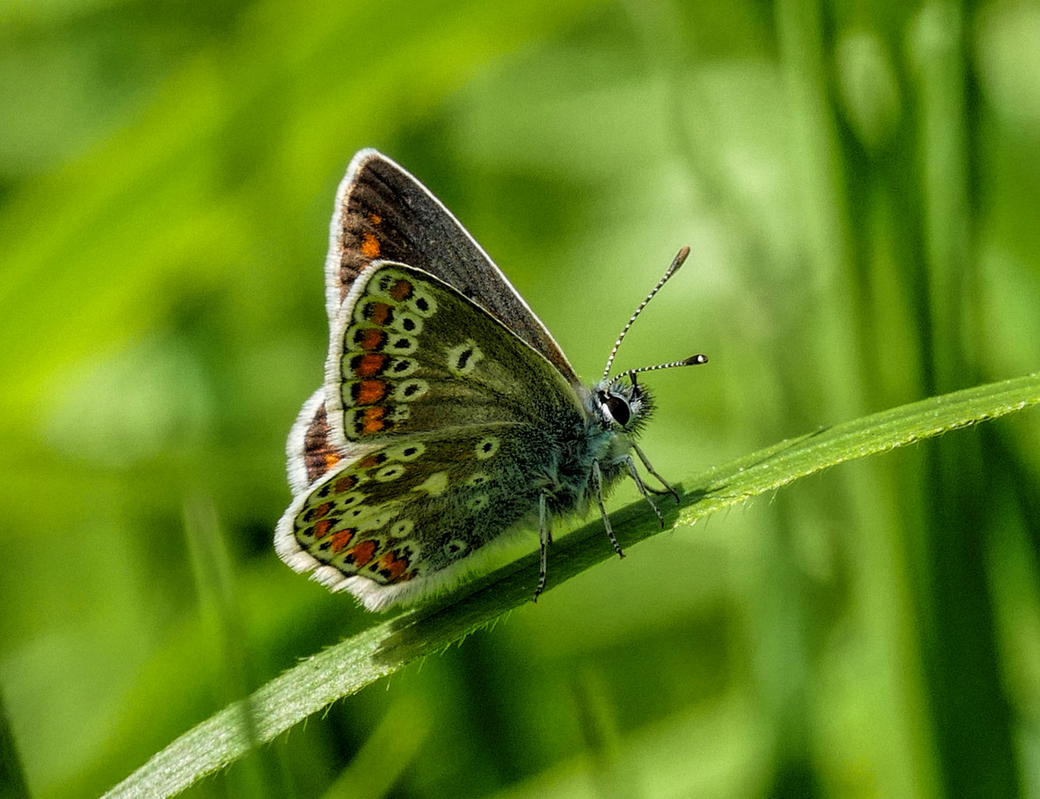 Brown Argus Cerne | Dorset Butterflies