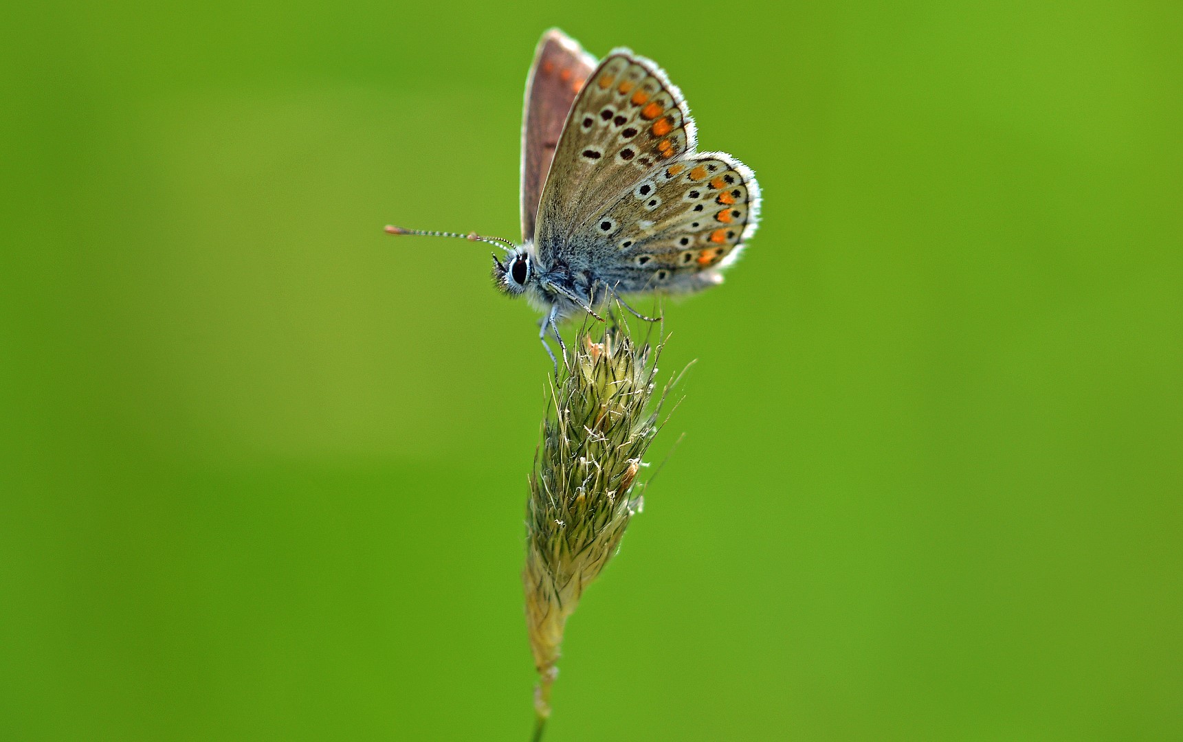 Brown Argus at Motcombe | Dorset Butterflies