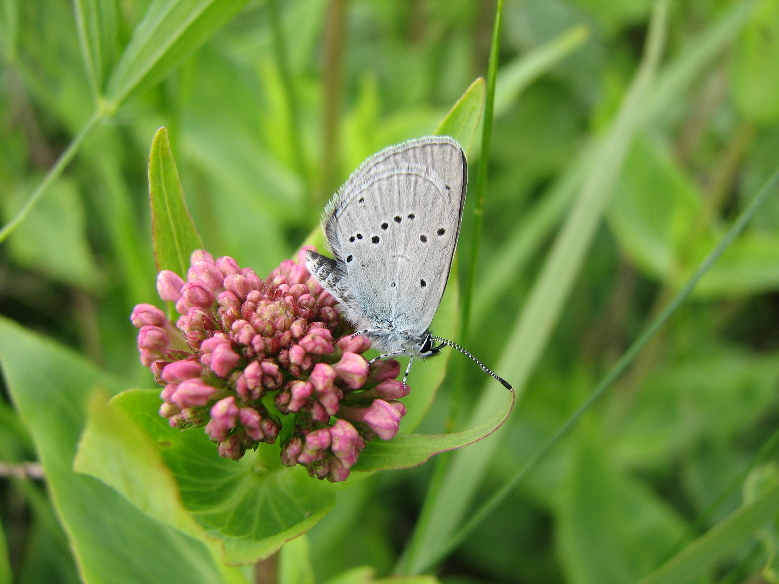 Small Blue side view RB | Dorset Butterflies