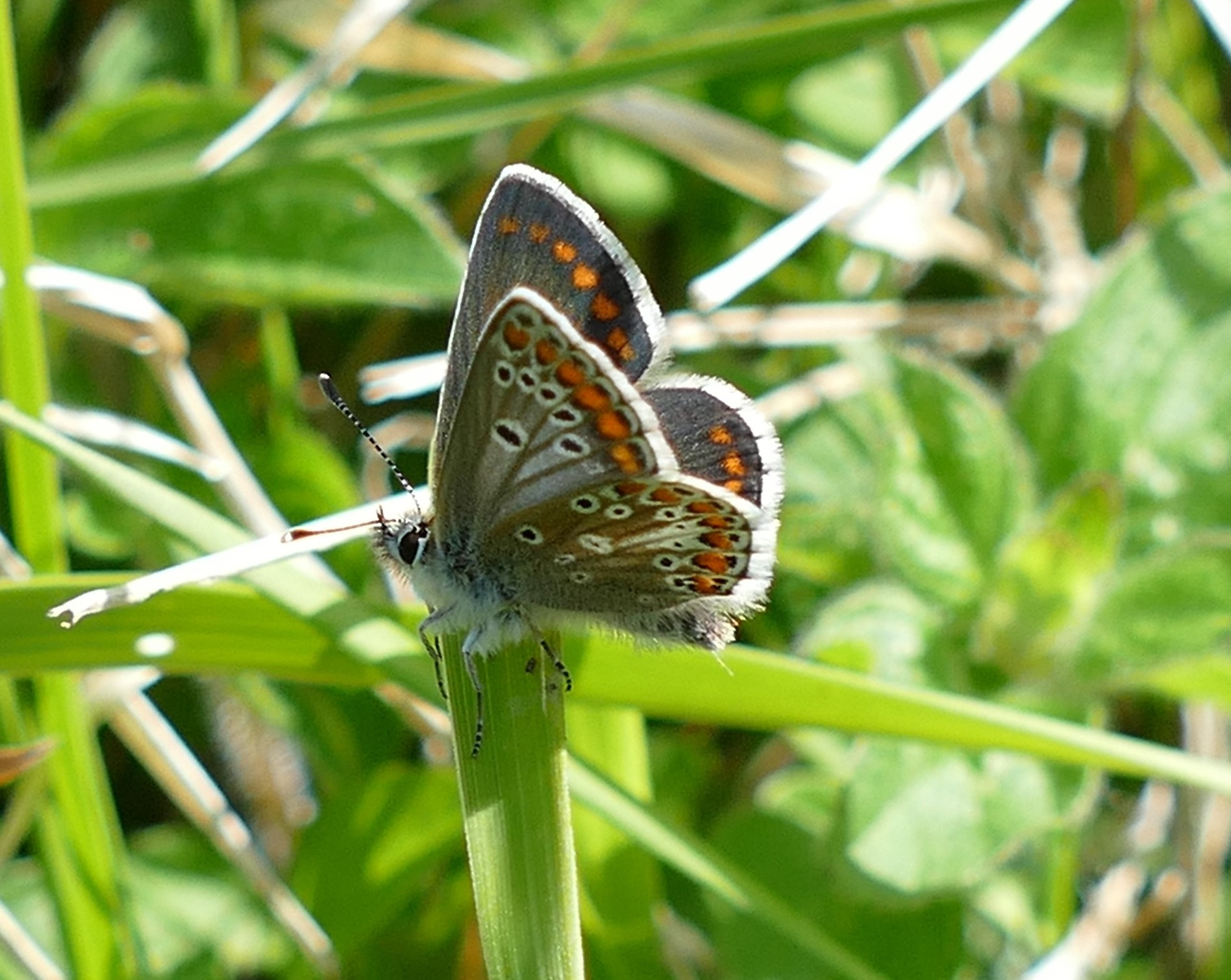 Brown Argus, Ulwell, Swanage | Dorset Butterflies