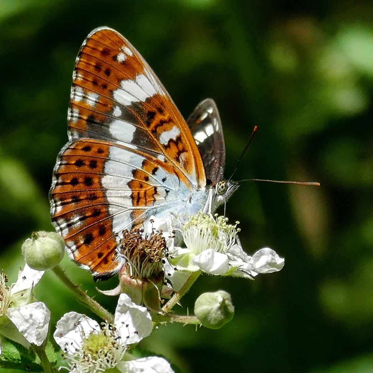 White Admirals, Queen’s Copse, Horton | Dorset Butterflies