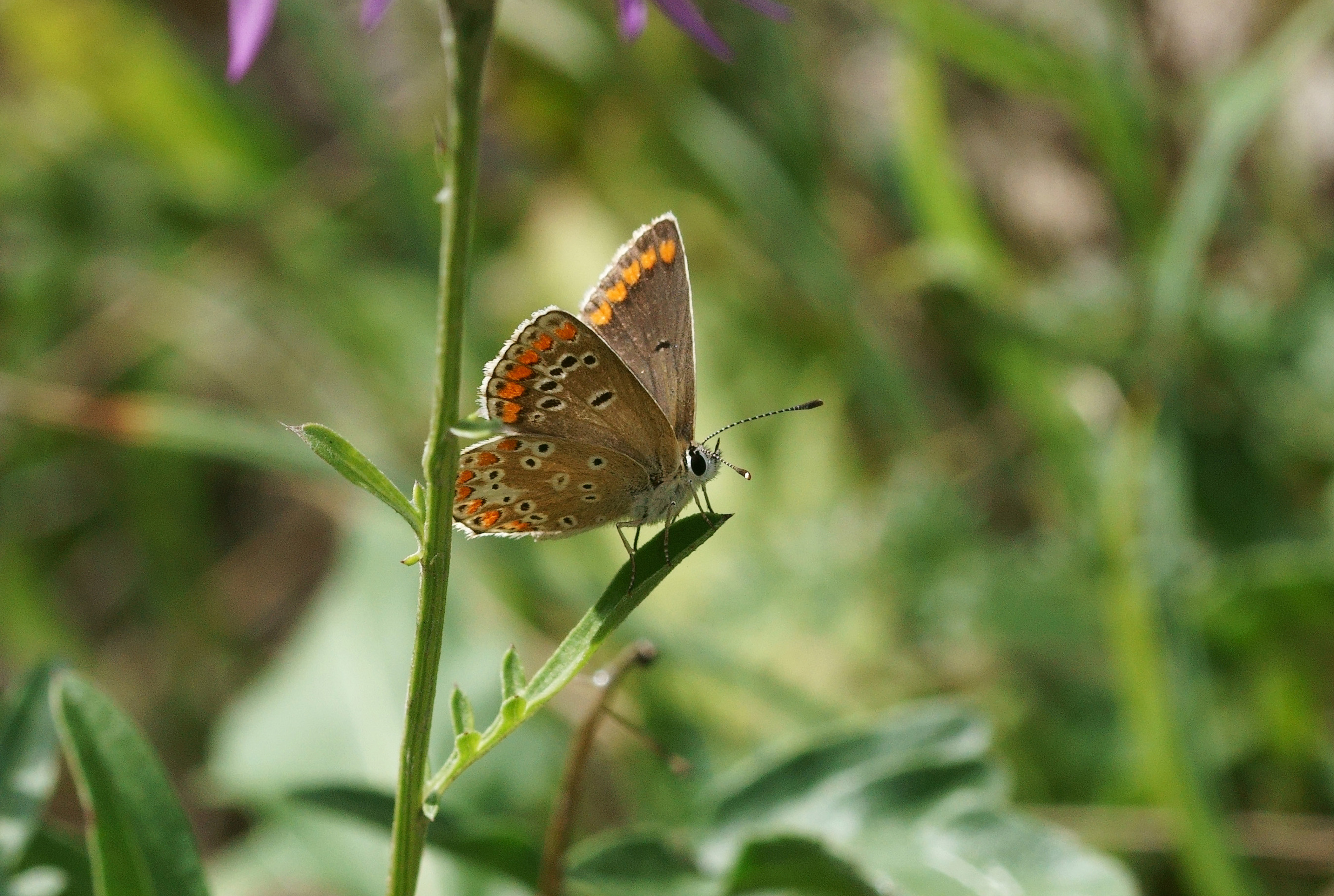 Brown Argus, Fontmell Down | Dorset Butterflies