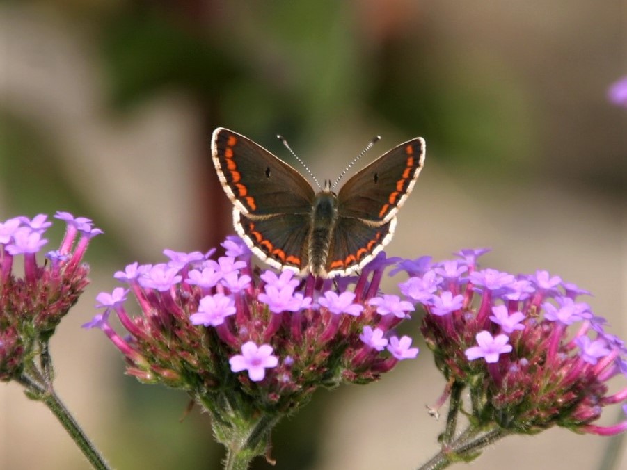 Brown Argus, Alderney, Poole | Dorset Butterflies