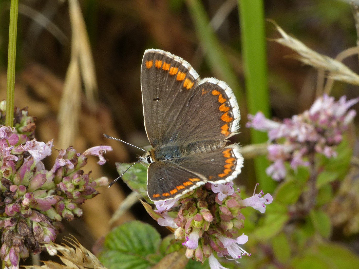 Brown Argus, Ballard Down | Dorset Butterflies
