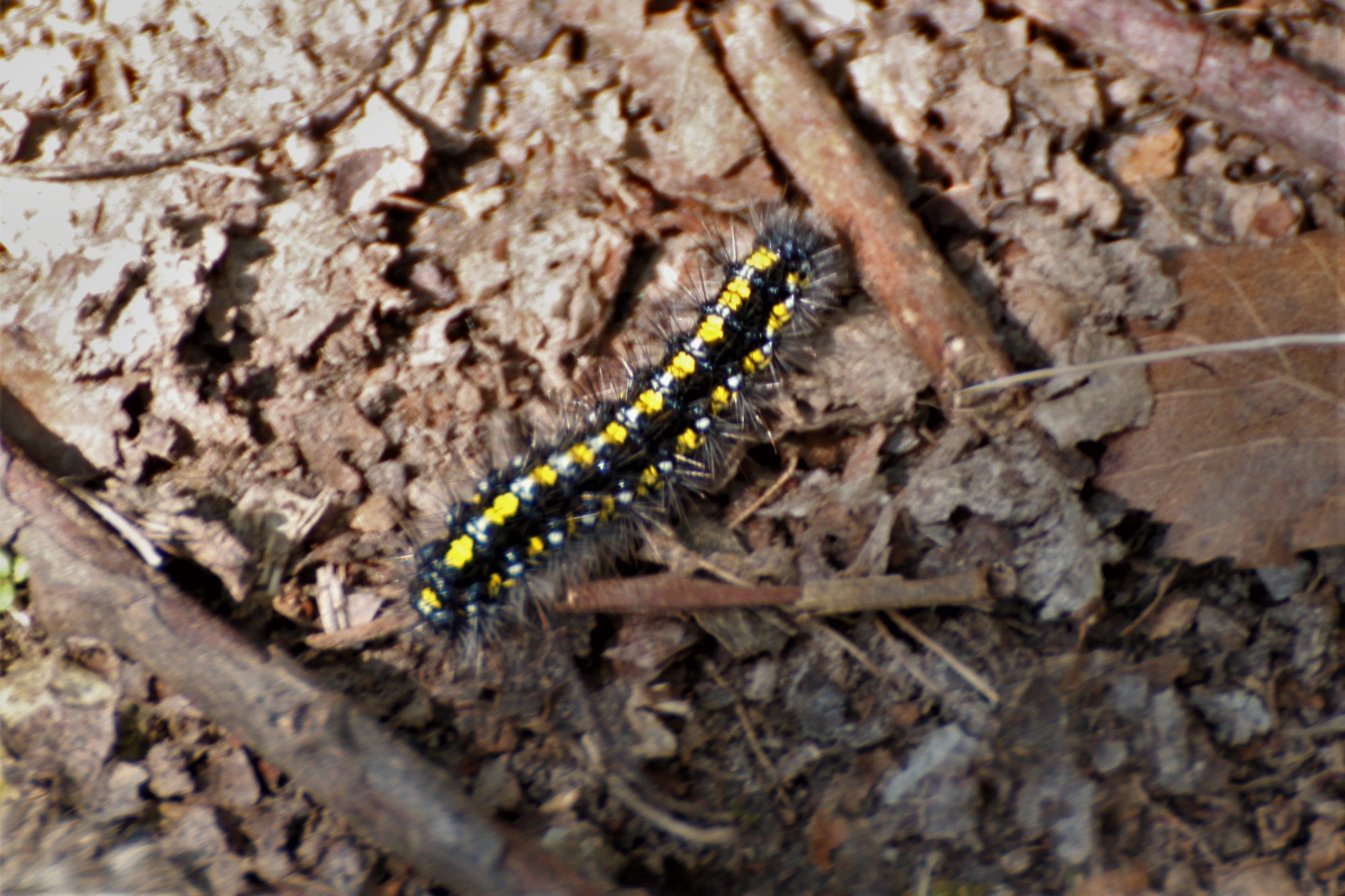 Scarlet Tiger moth caterpillar | Dorset Butterflies