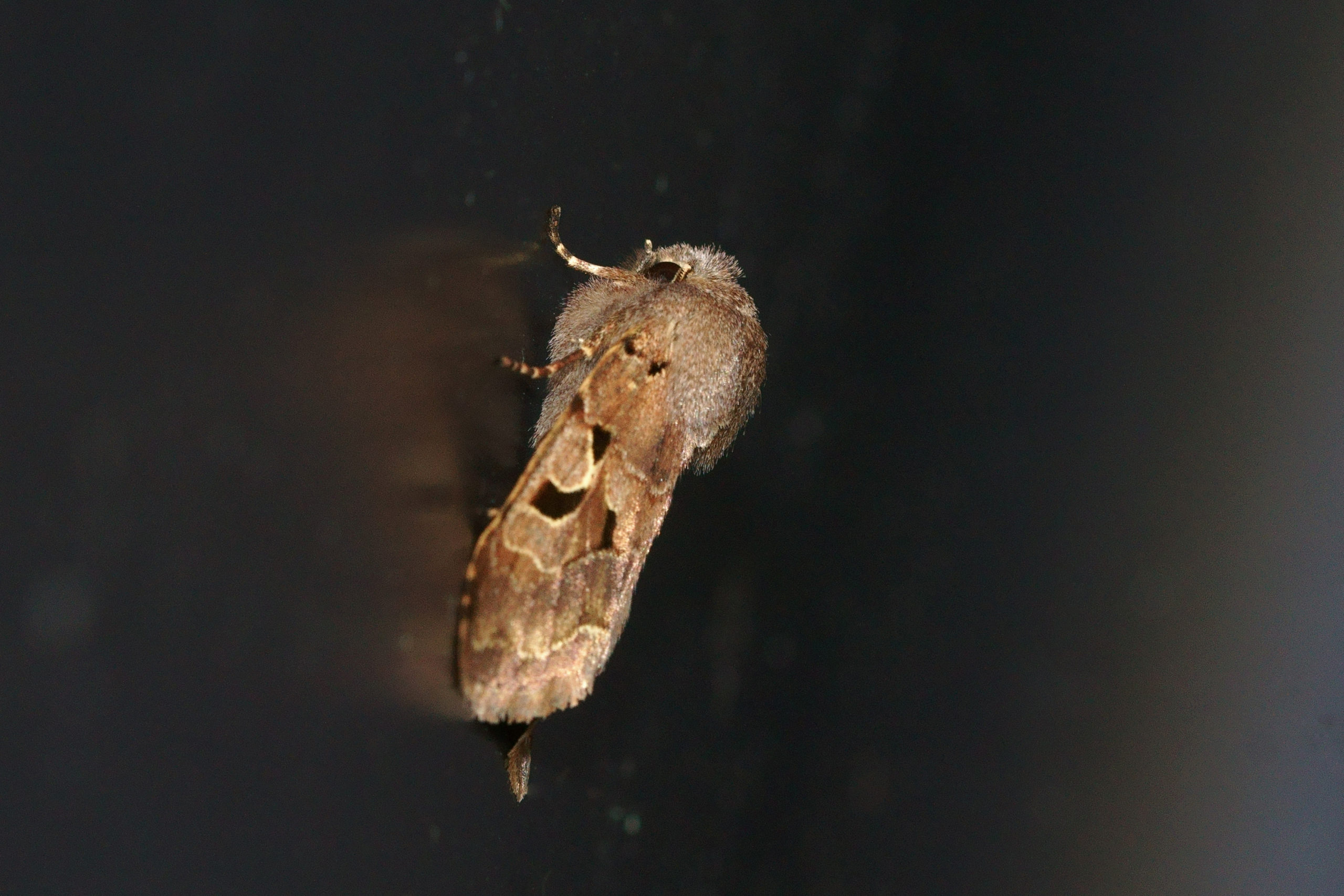 Hebrew Character Moth, Oakford Fitzpaine | Dorset Butterflies