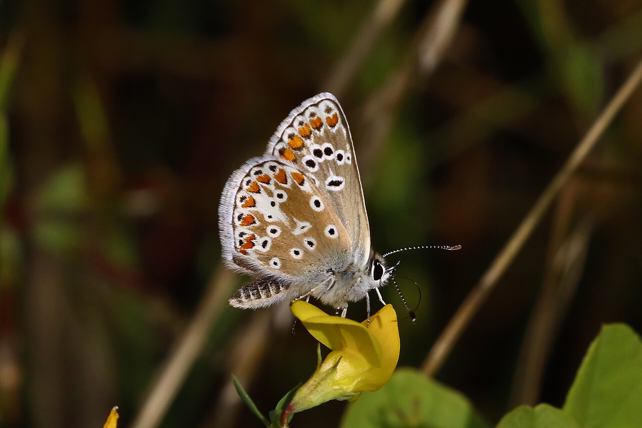 Brown Argus, Weymouth | Dorset Butterflies