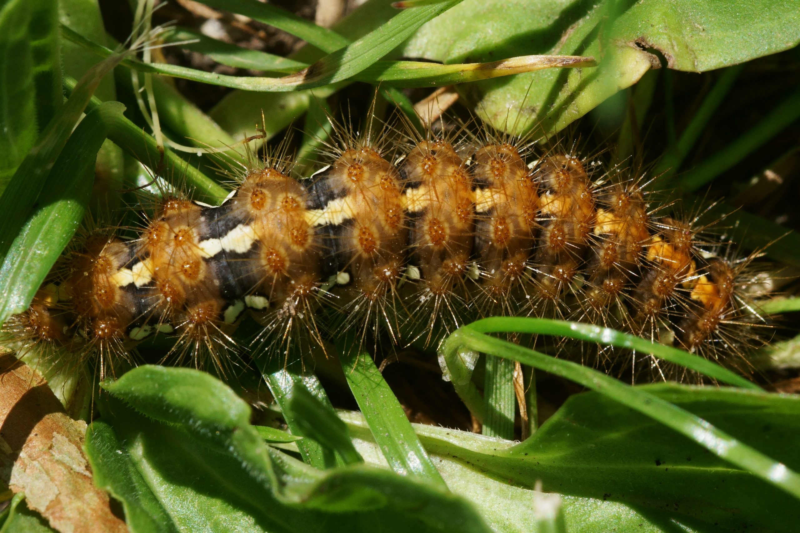 Jersey Tiger moth Caterpillar, Oakford Fitzpaine | Dorset Butterflies