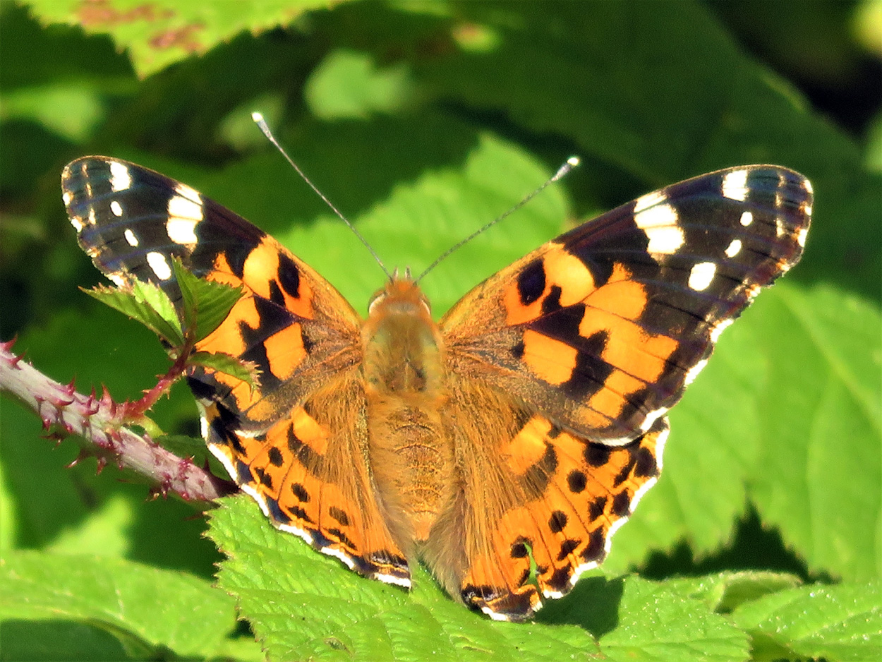 Painted Lady, Spetisbury | Dorset Butterflies