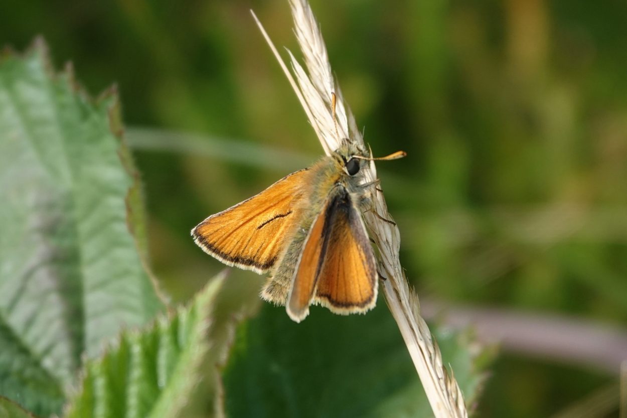 Small Skipper, Briantspuddle Heath | Dorset Butterflies