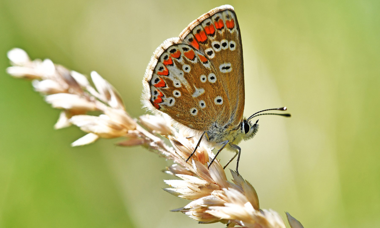 Brown Argus, Alners Gorse | Dorset Butterflies