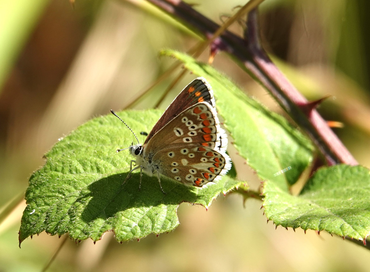 Brown Argus, Ulwell | Dorset Butterflies