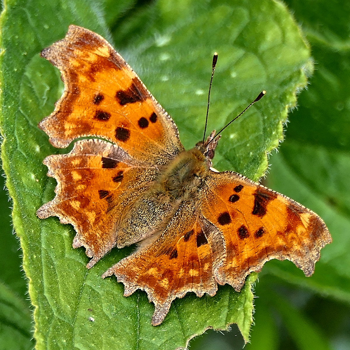 Speckled Wood and Comma, Winton | Dorset Butterflies